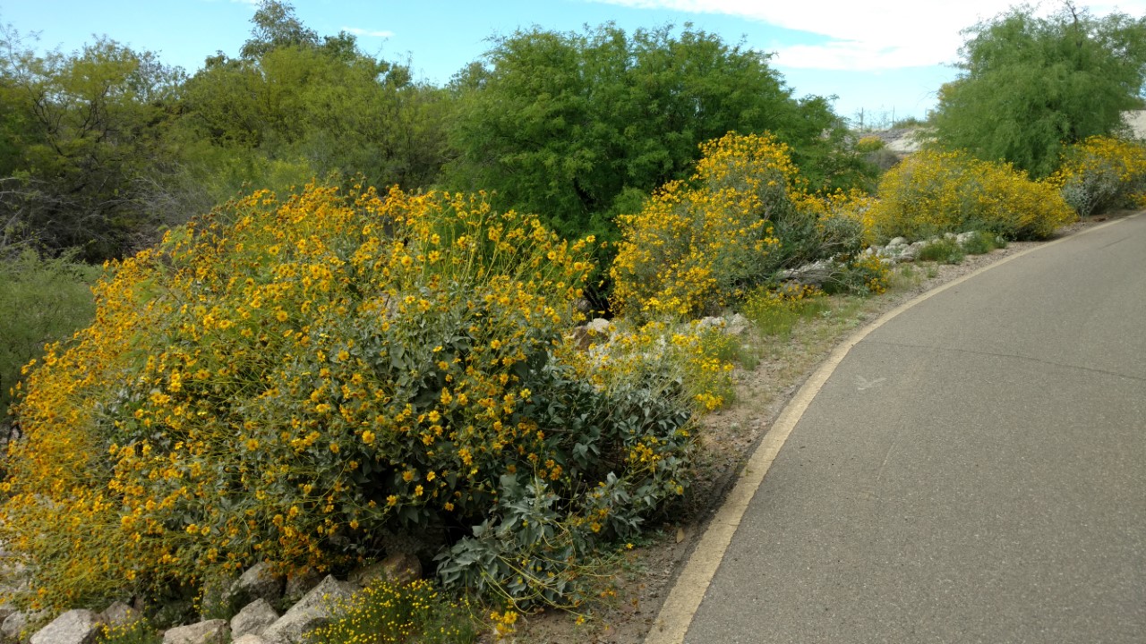 Rio Salado Habitat Restoration Area - Hike near Phoenix, Arizona - Free ...