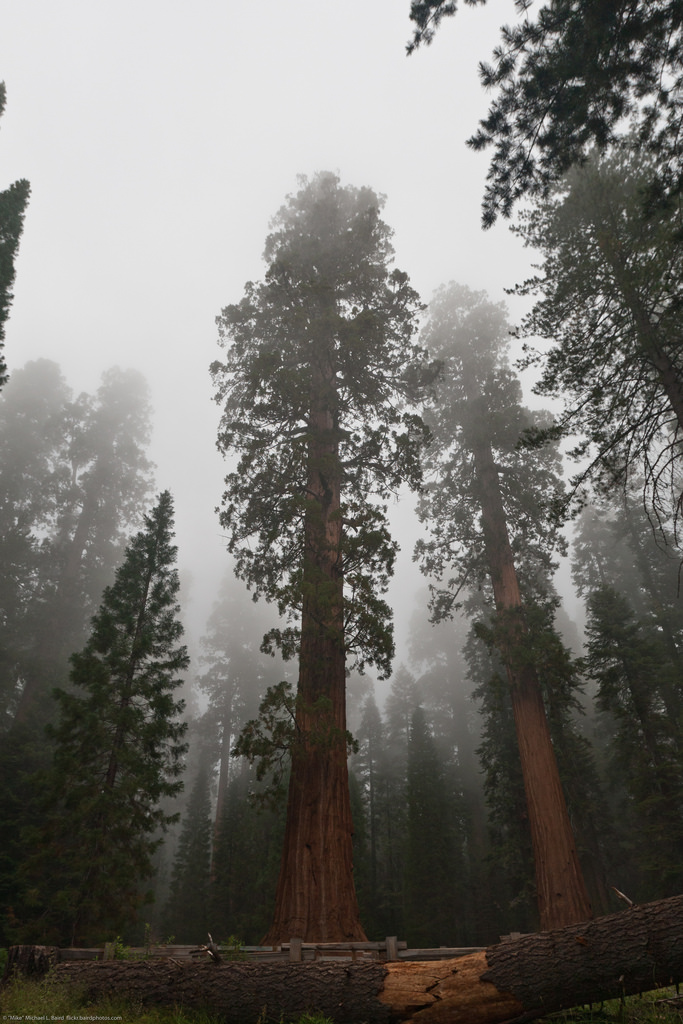 General Sherman Tree in Sequoia National Park - Hike near Three Rivers ...