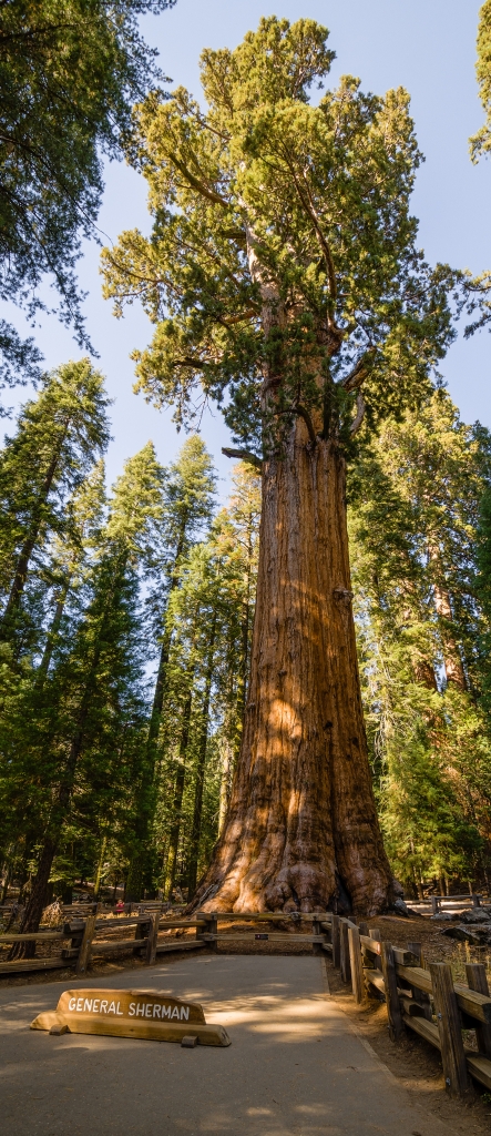 General Sherman Tree in Sequoia National Park - Hike near Three Rivers ...