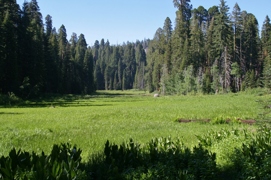 Crescent Meadow in Sequoia National Park - Camp and Hike near Sequoia ...