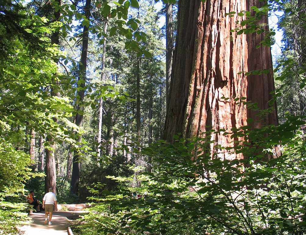Calaveras Big Trees State Park - Hike near Arnold, California - Free Arenas