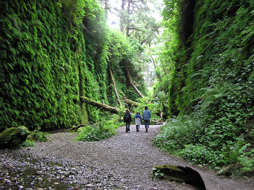 Fern Canyon - Hike near Orick, California - Free Arenas
