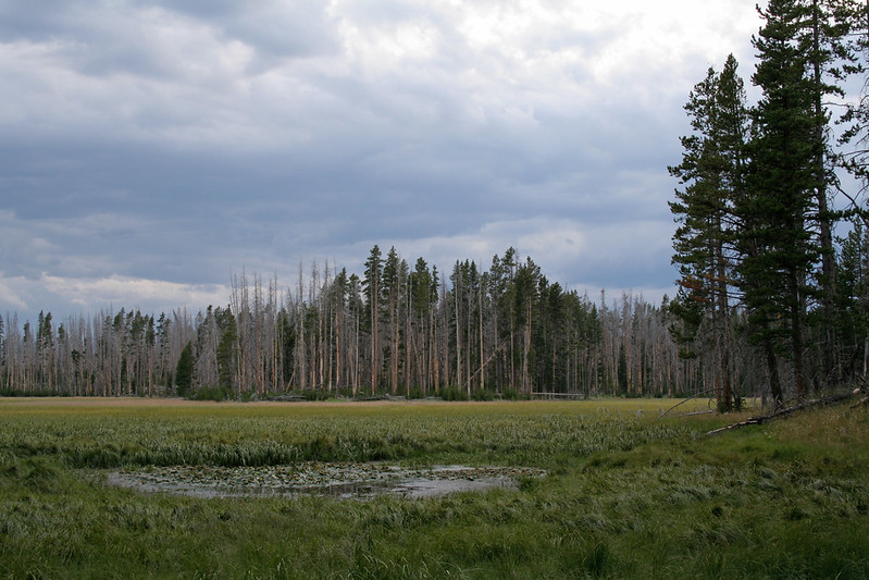 Riddle Lake Hike - Hike near Grant Village, Yellowstone National Park ...
