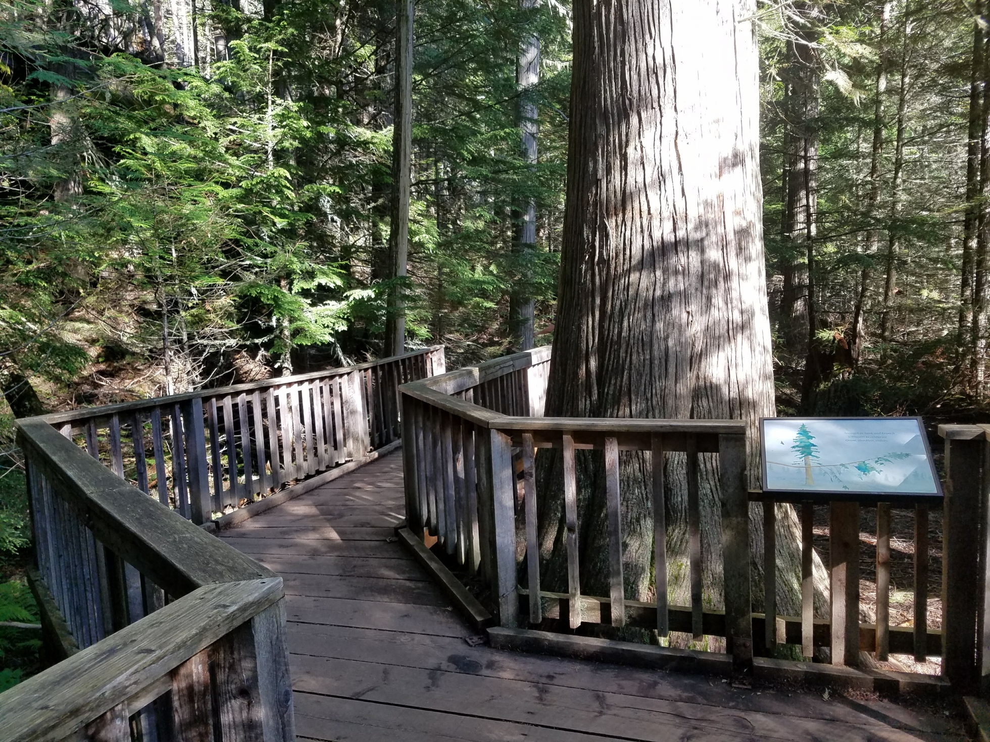 Trail of the Cedars - Hike near Apgar Village, Glacier National Park ...