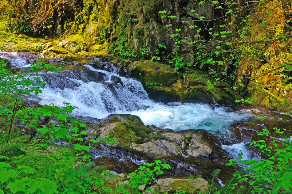 Sweet Creek Falls - Hike near Mapleton, Oregon - Free Arenas